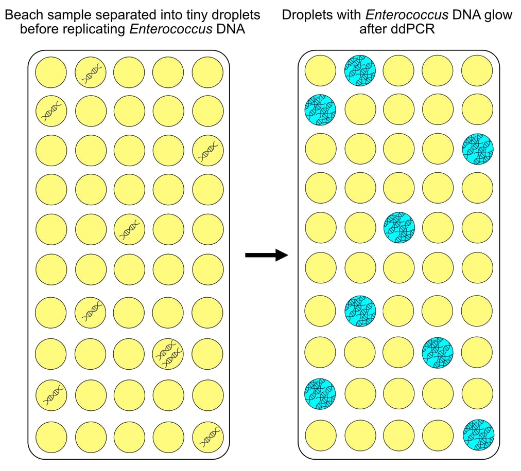 Diving Into the Science Behind Blue Water Task Force